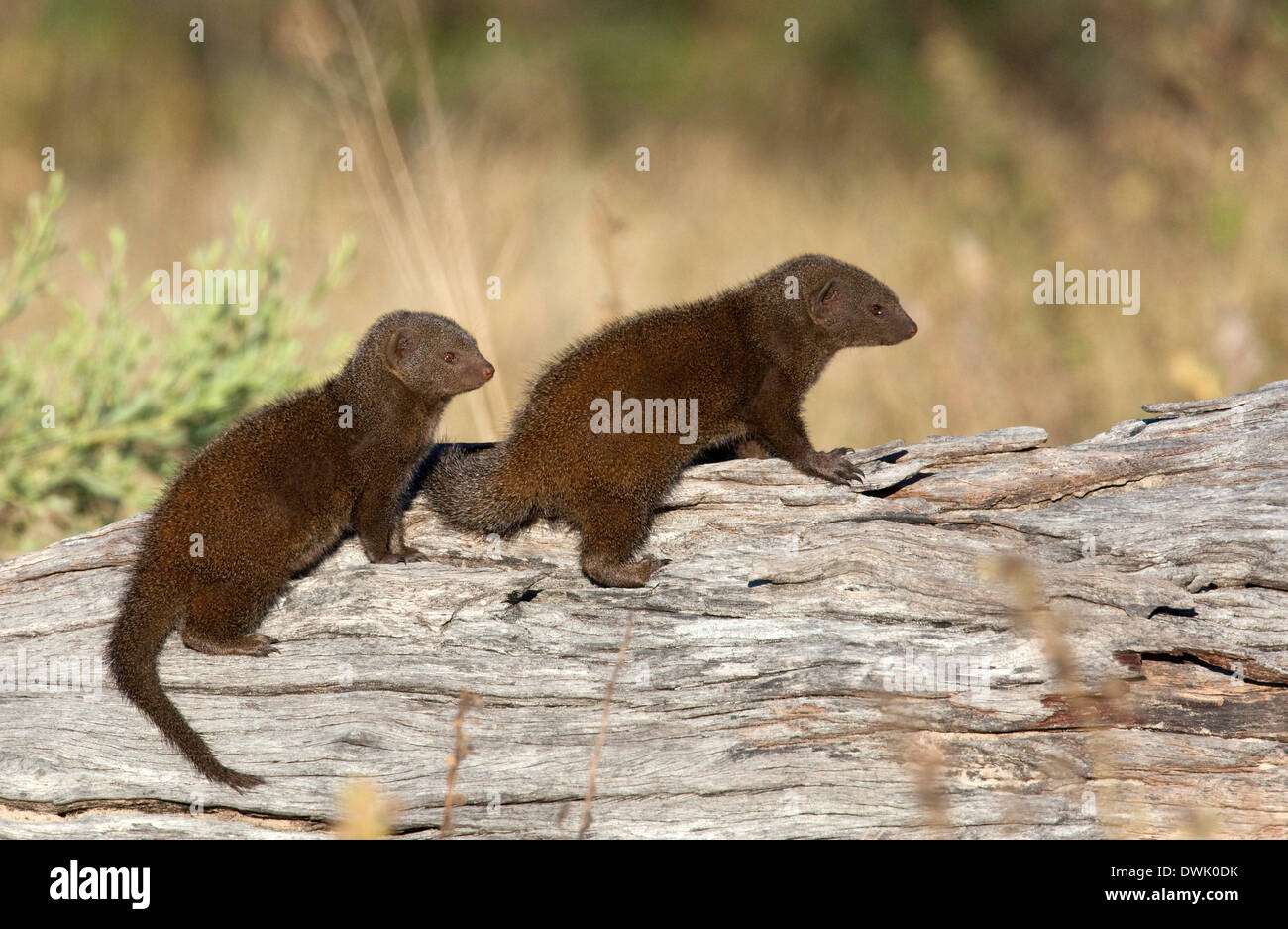 Mongoose tree hi-res stock photography and images - Alamy