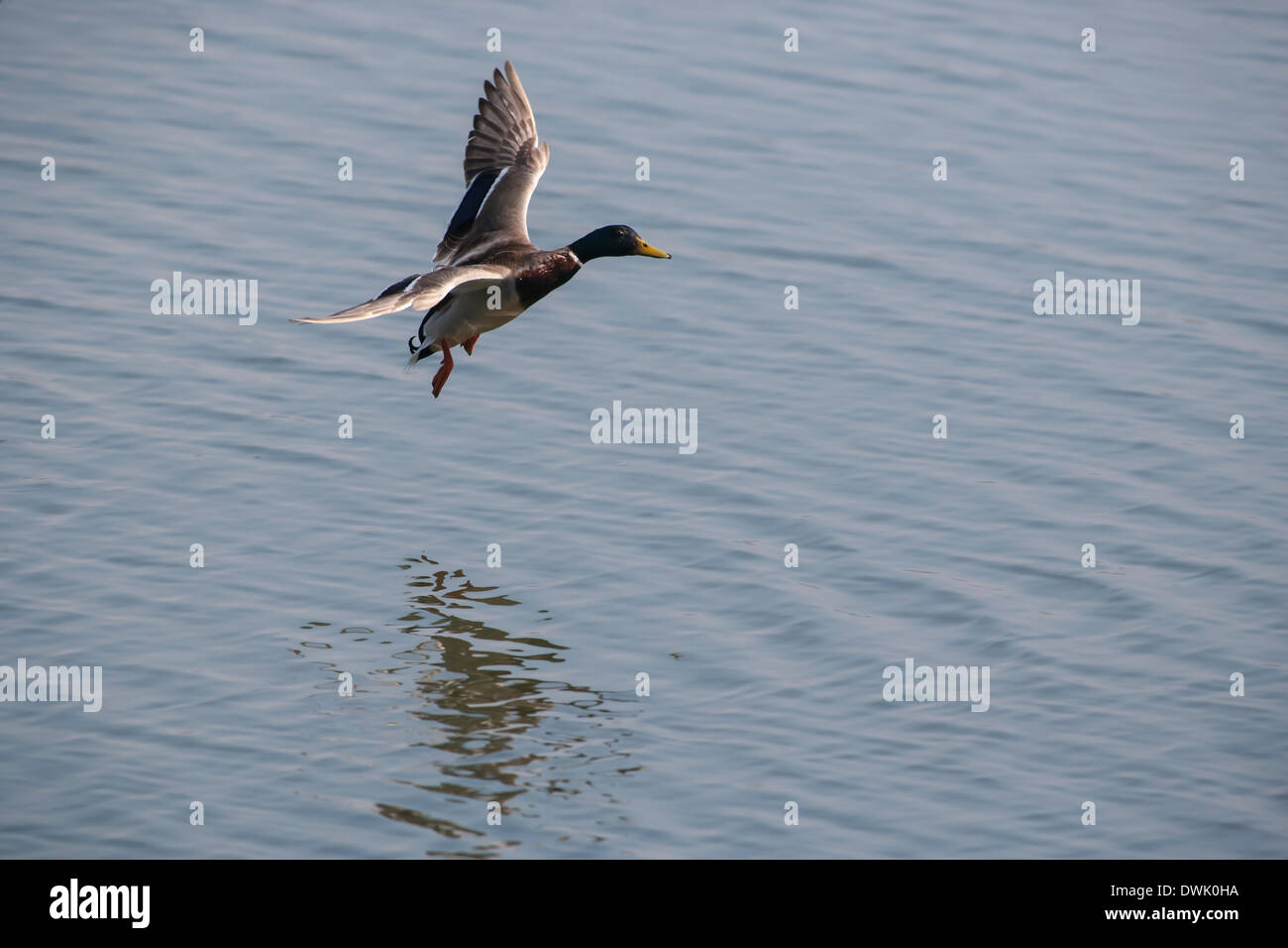ducks flying landing Stock Photo - Alamy