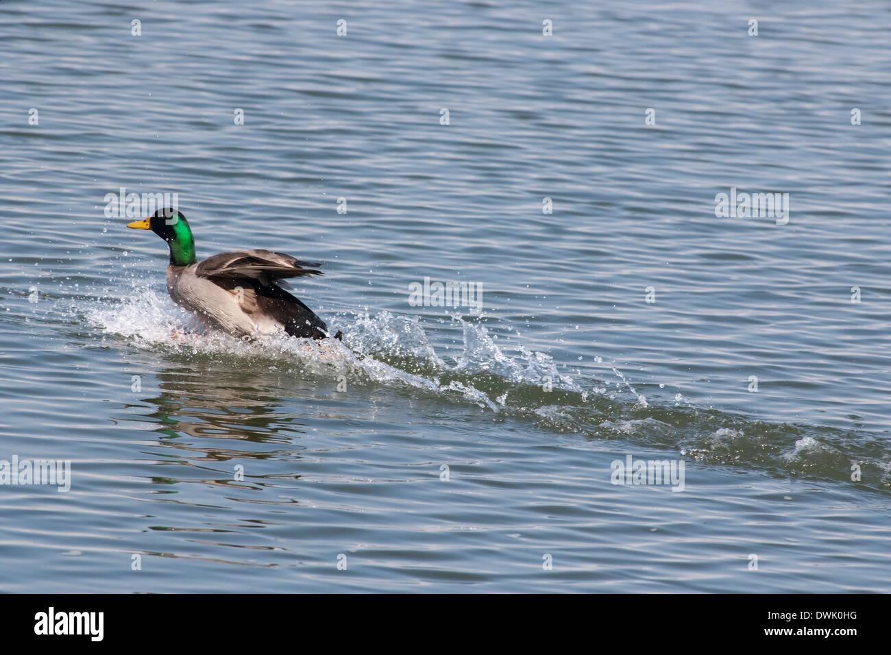 ducks flying landing Stock Photo - Alamy