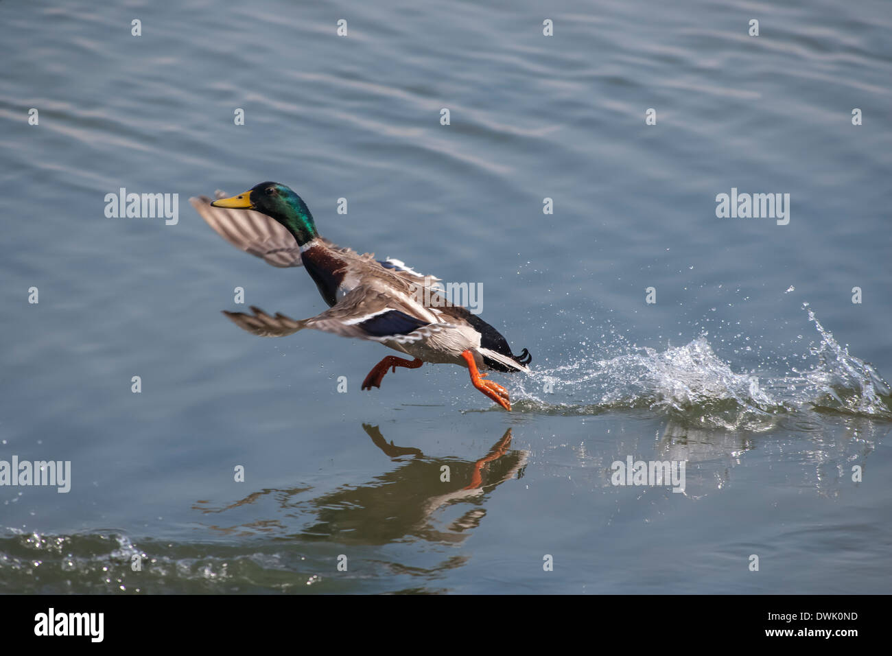 ducks flying landing Stock Photo - Alamy
