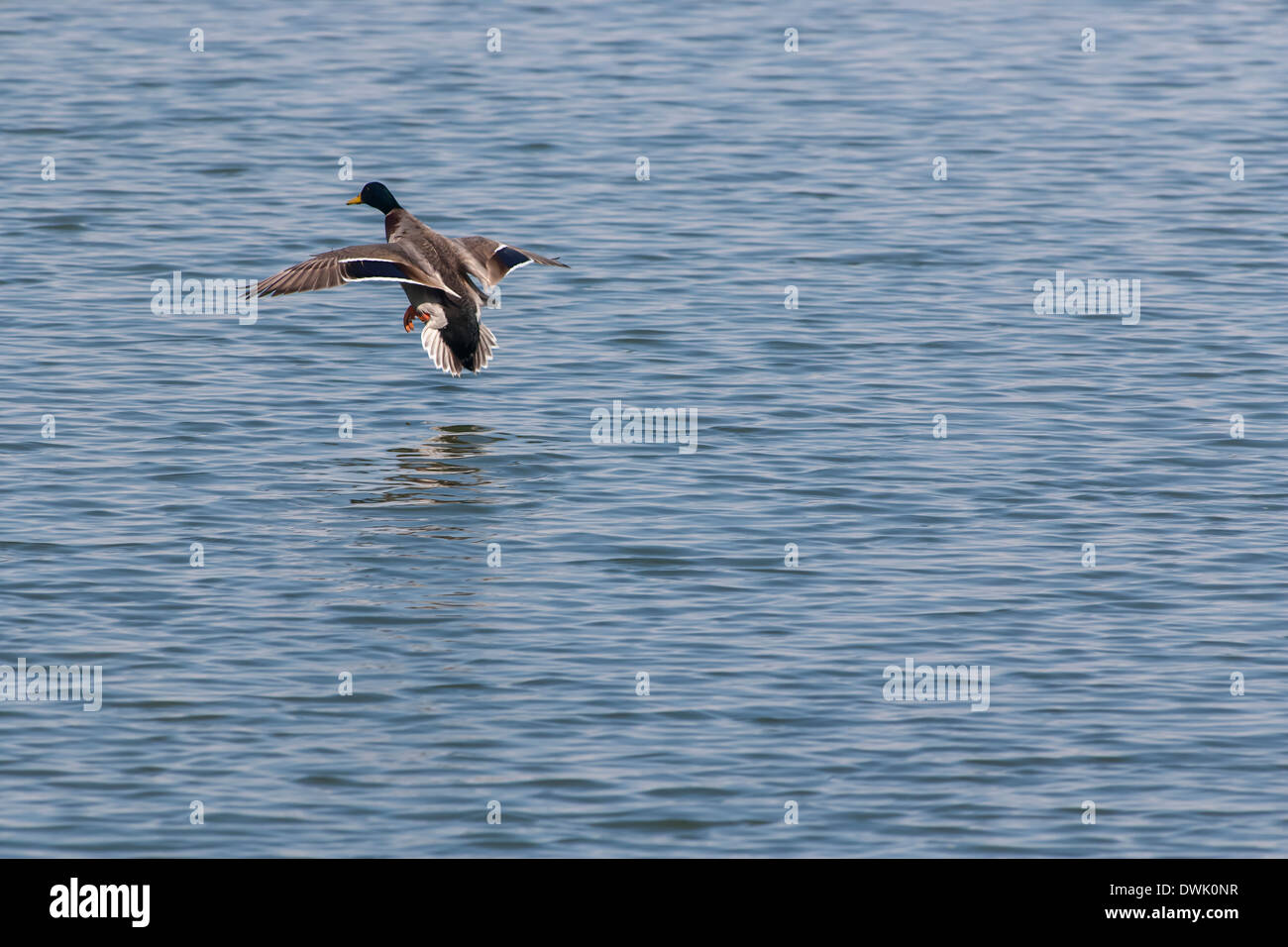 ducks flying landing Stock Photo - Alamy
