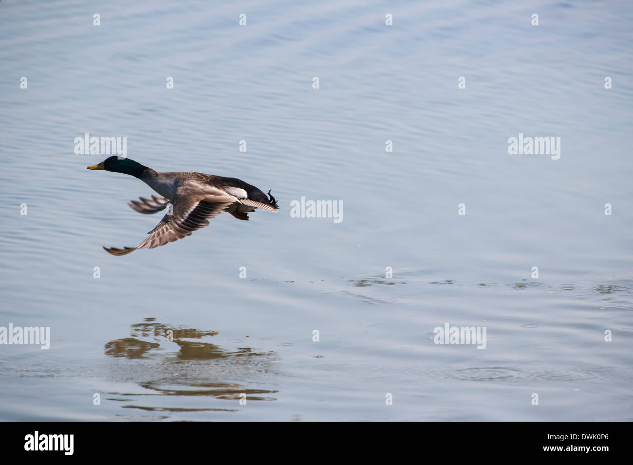 ducks flying landing Stock Photo - Alamy