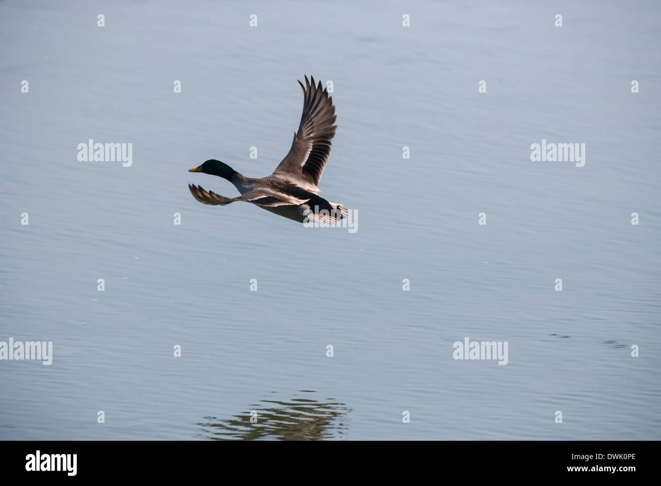 ducks flying landing Stock Photo - Alamy