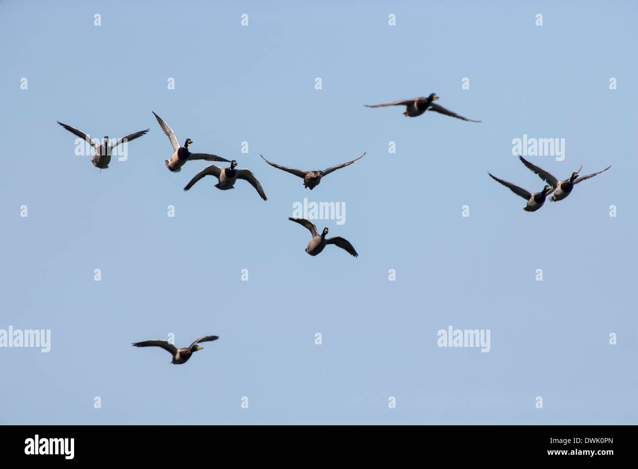 ducks flying landing Stock Photo - Alamy