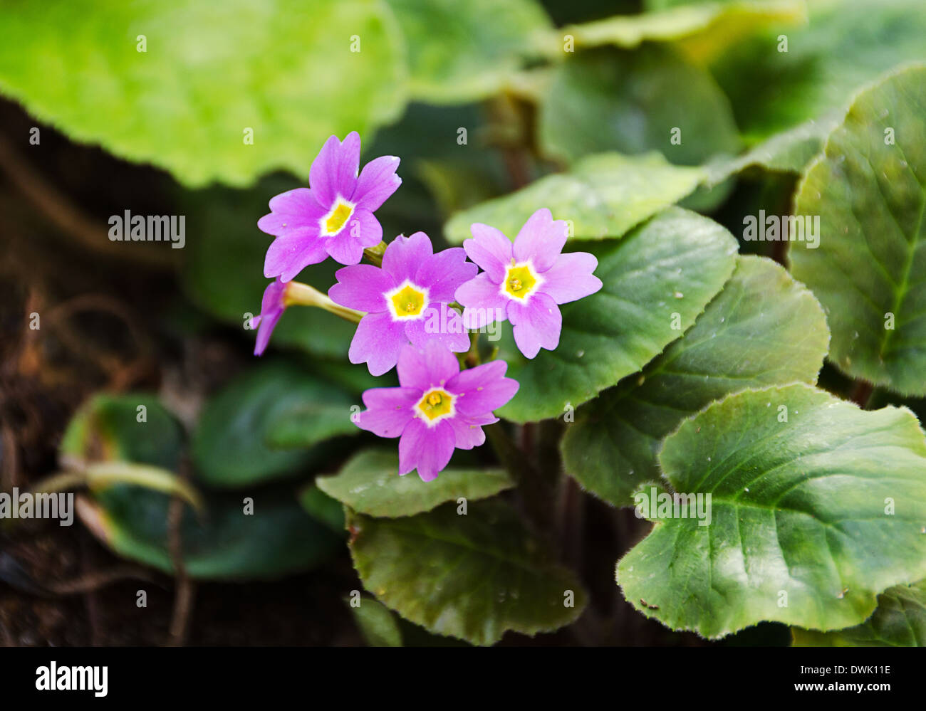 Beautiful purple primrose in hi-res stock photography and images - Alamy