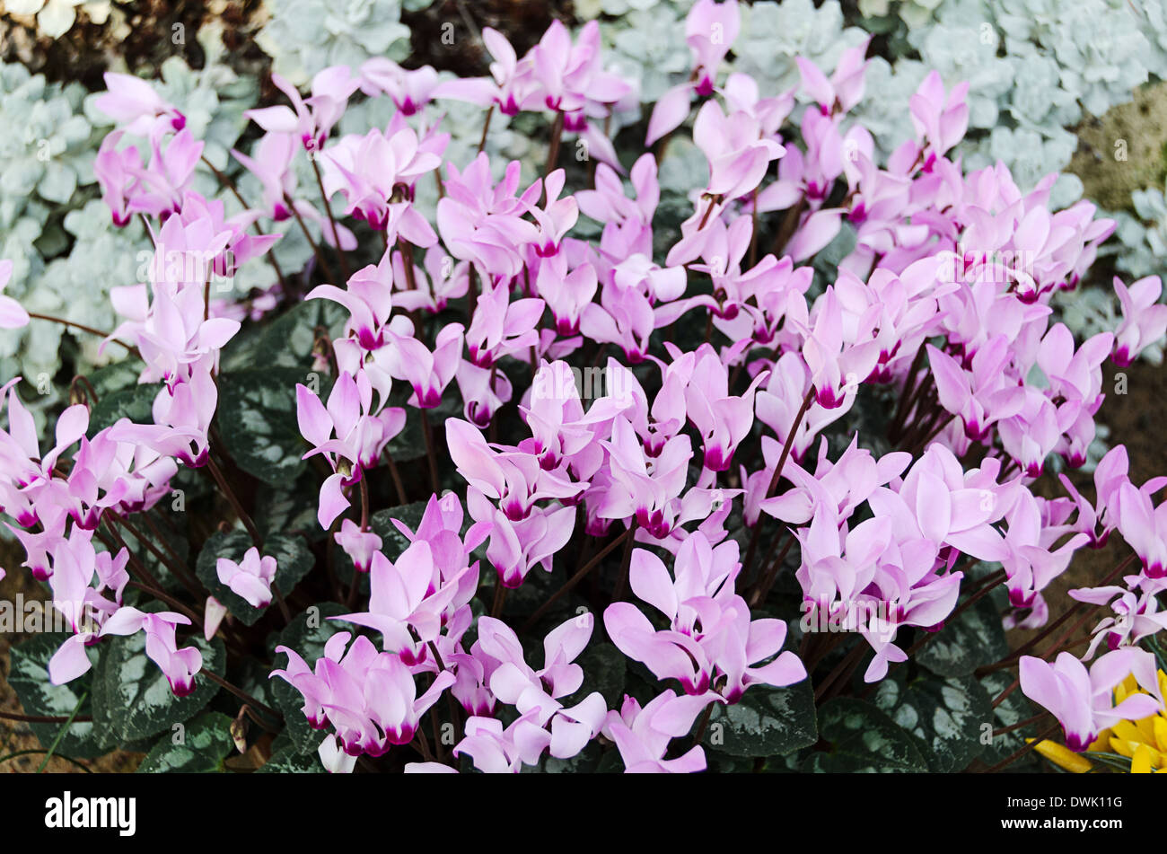 Purple cyclamen hi-res stock photography and images - Alamy