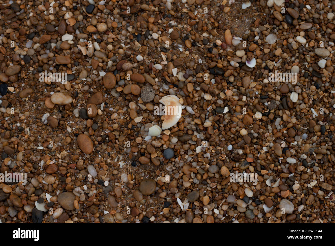 Sandy beach in Normandie France with overall brown color. Stones shells ...