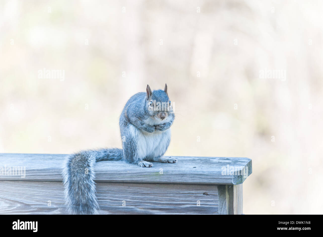 Eastern Grey Squirrel, Sciurus Carolinesis Stock Photo - Alamy