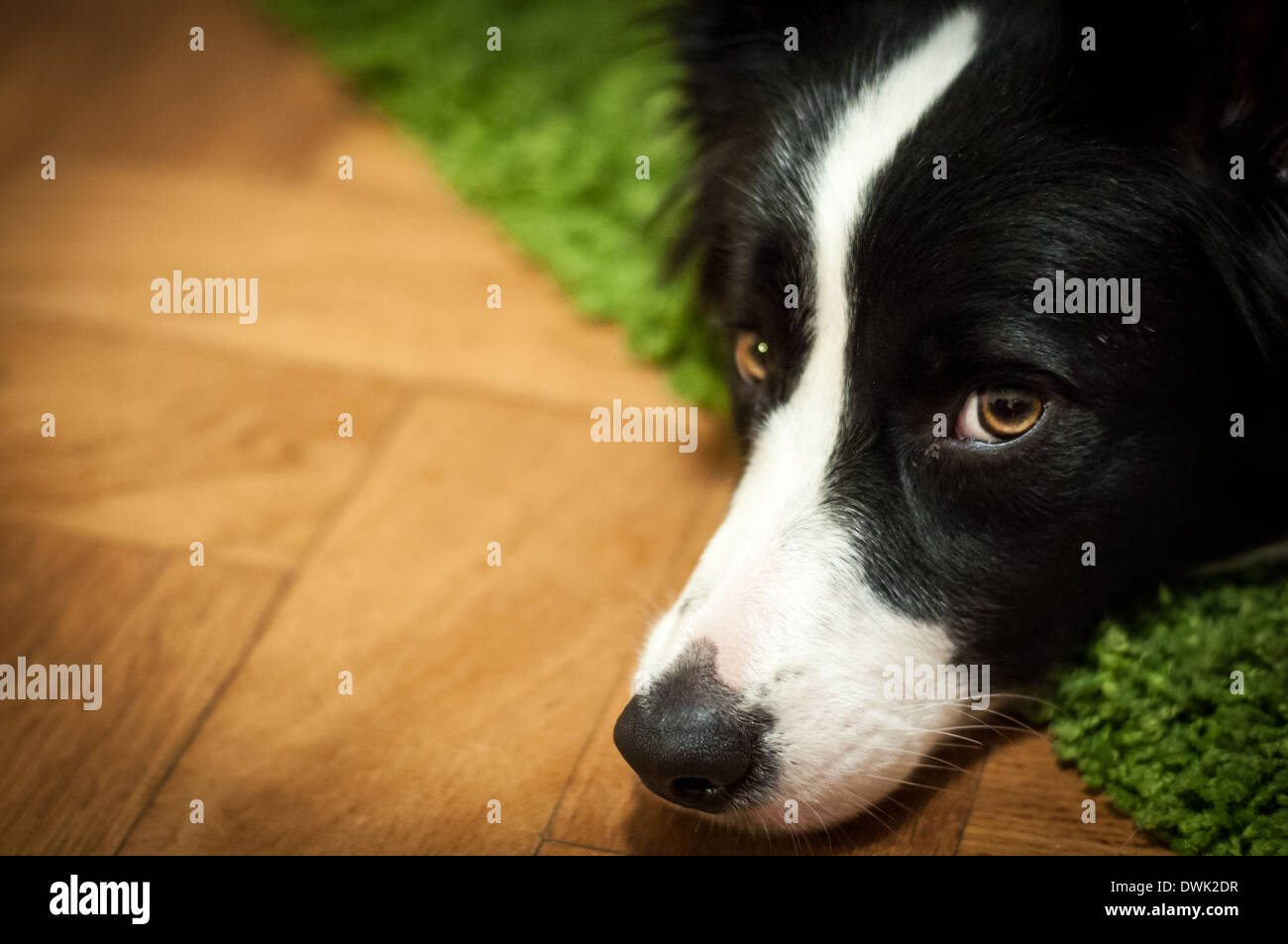 dog living at home Stock Photo - Alamy