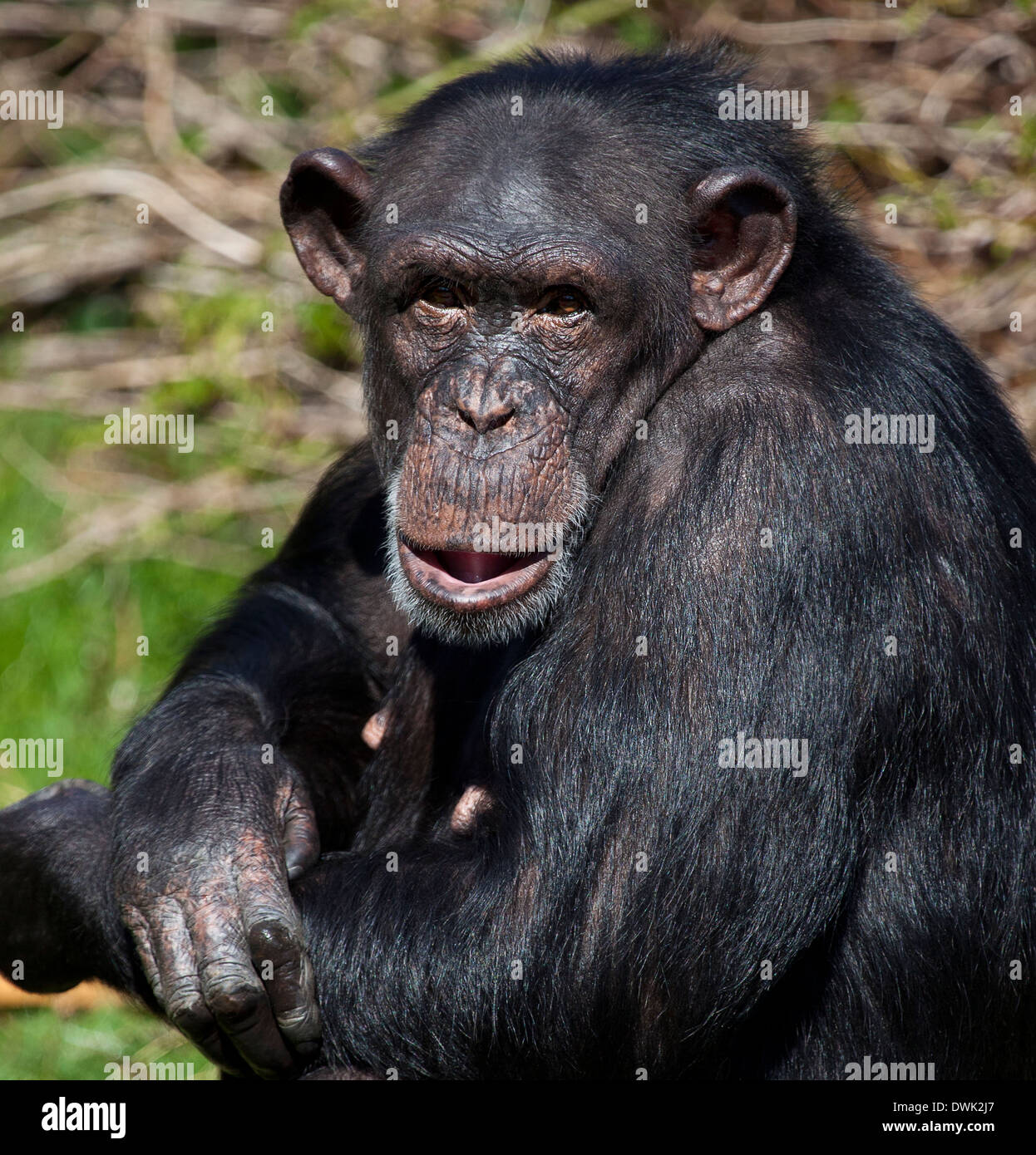 A female Chimpanzee (Pan troglodytes) in northern Zambia Stock Photo ...