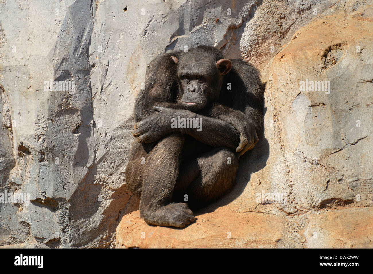 Rabat zoo hi-res stock photography and images - Alamy