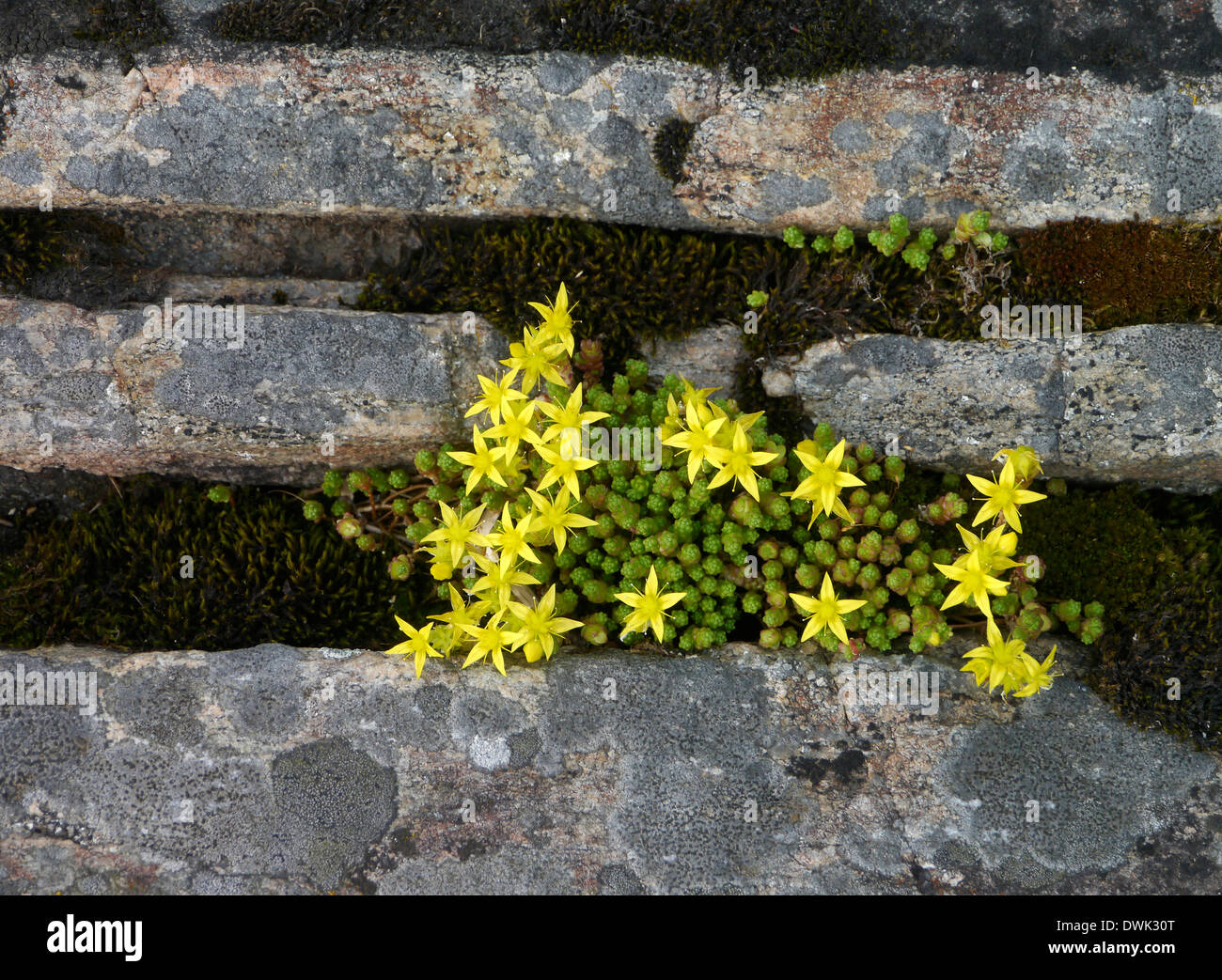 Stonecrops hi-res stock photography and images - Alamy