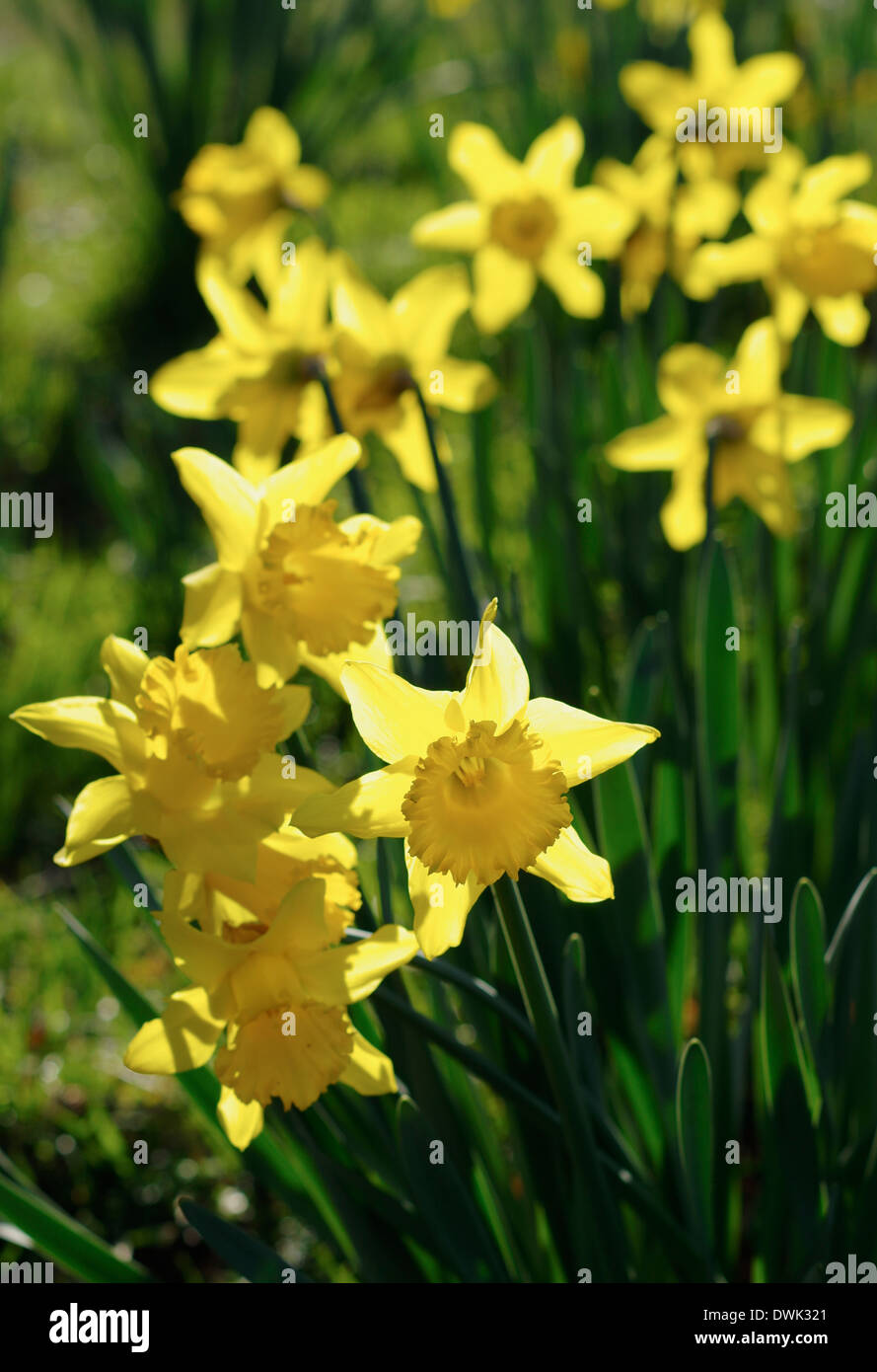 Daffodils in Spring Sunshine Stock Photo - Alamy