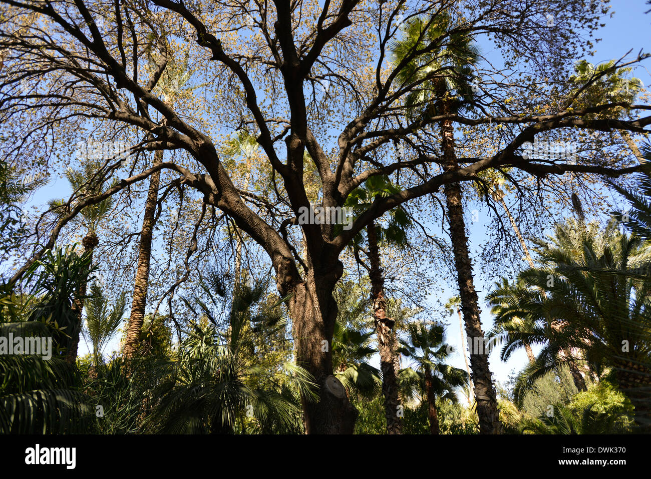 Trees from Majorelle garden in Marrakech, Morocco Stock Photo - Alamy