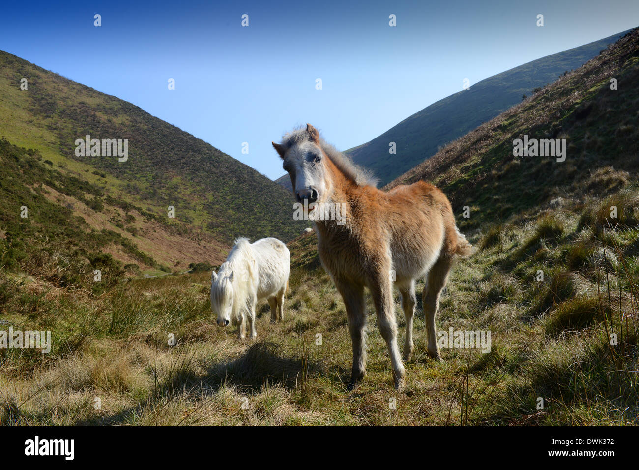 Wild horses ponies Long Mynd Shropshire Hills England Uk Stock Photo ...