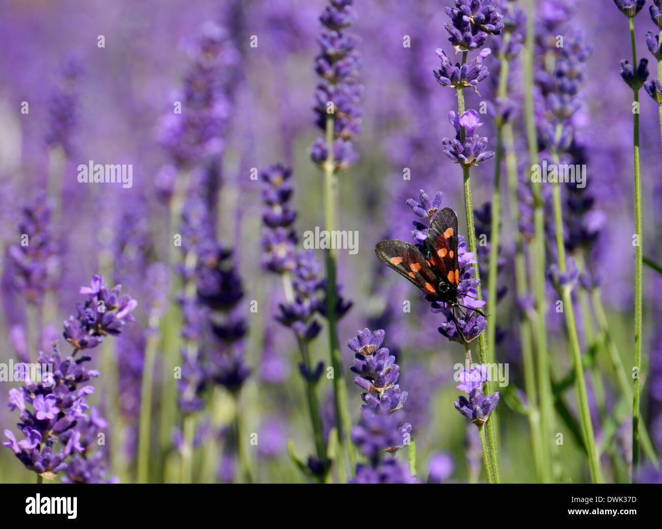 Tunø denmark hi-res stock photography and images - Alamy