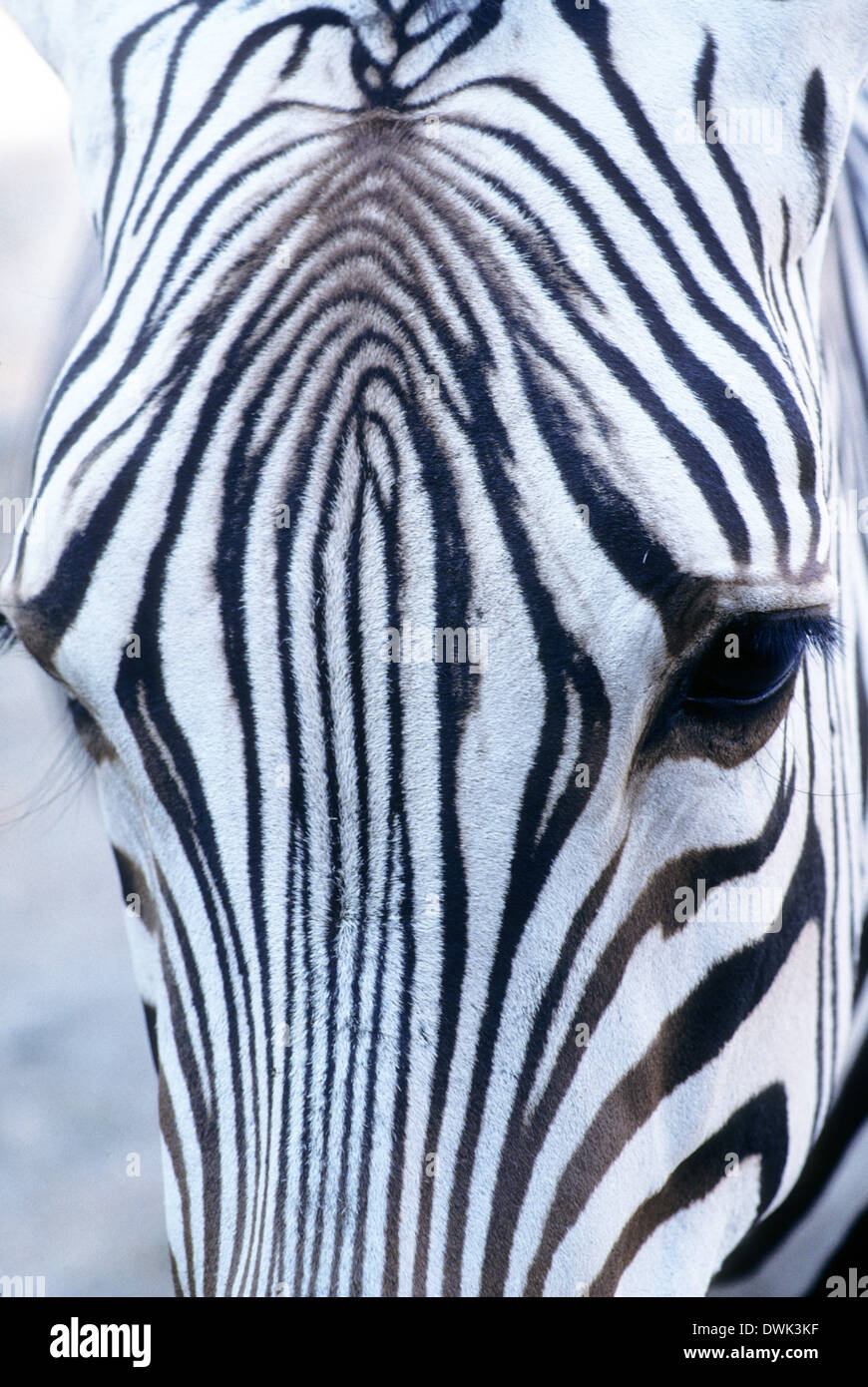 Panited zebra stripes hi-res stock photography and images - Alamy