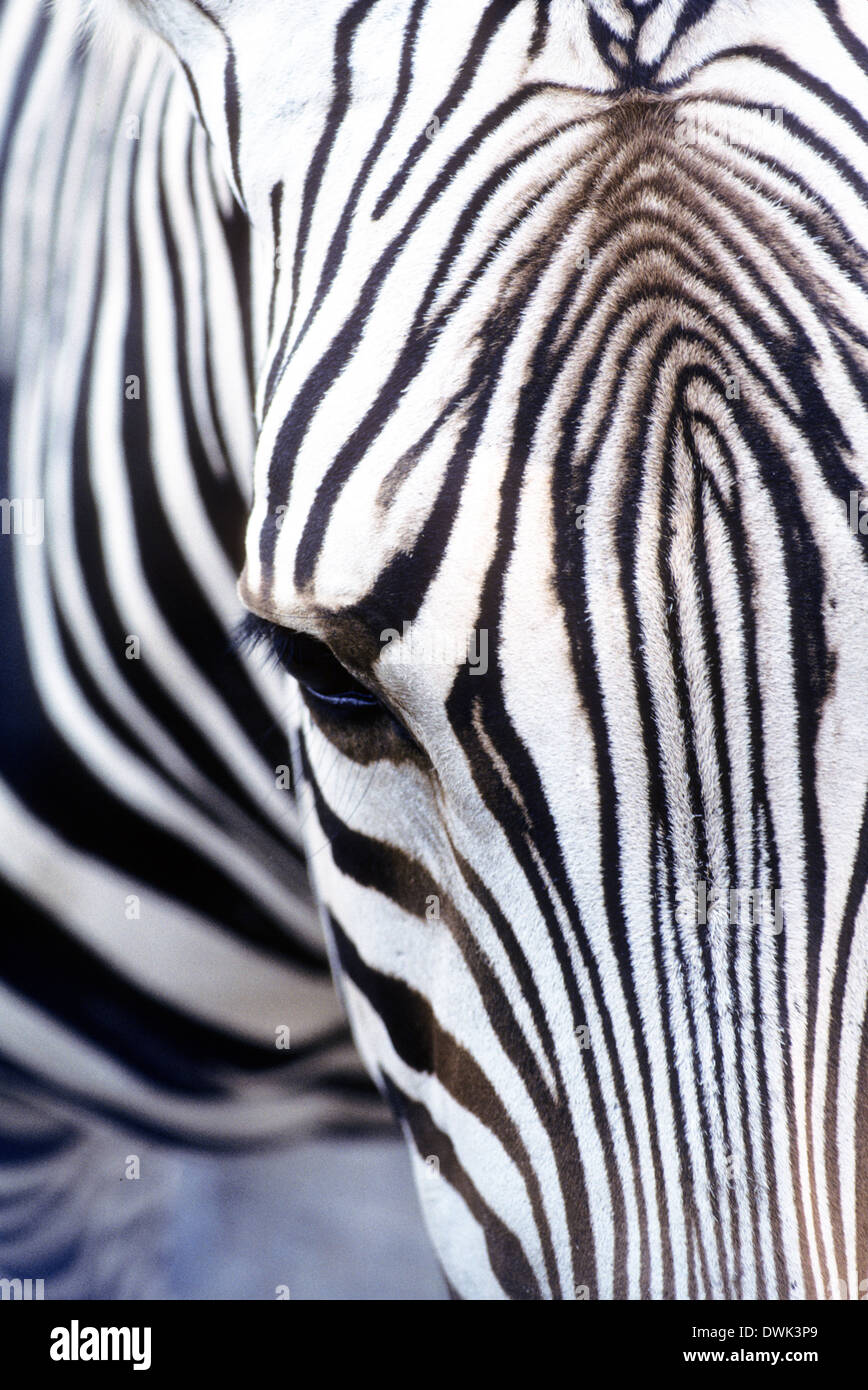 Close-up of a Zebra's face with natures creation of design Stock Photo ...