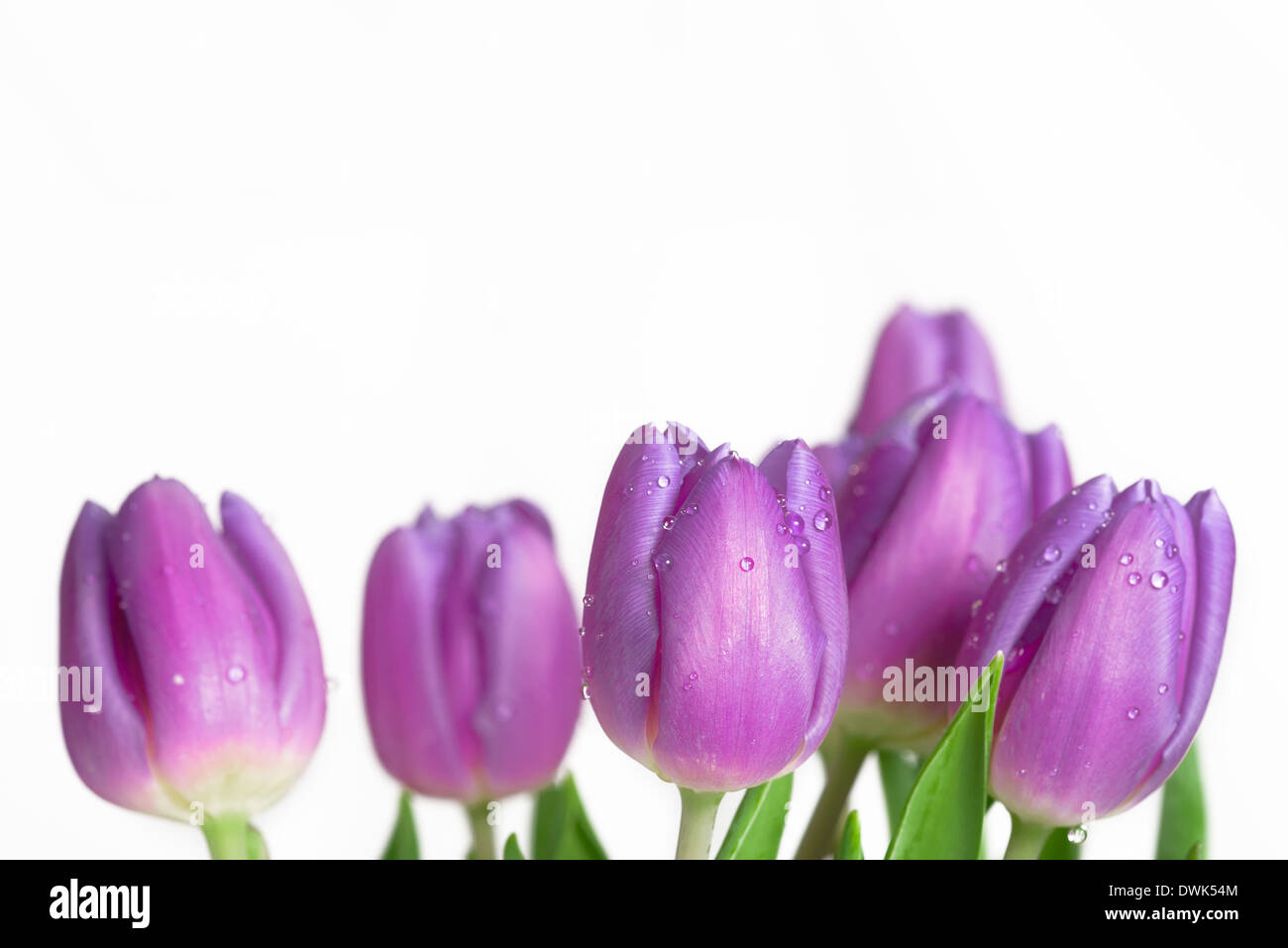 Spring garden border flowers Cut Out Stock Images & Pictures - Alamy