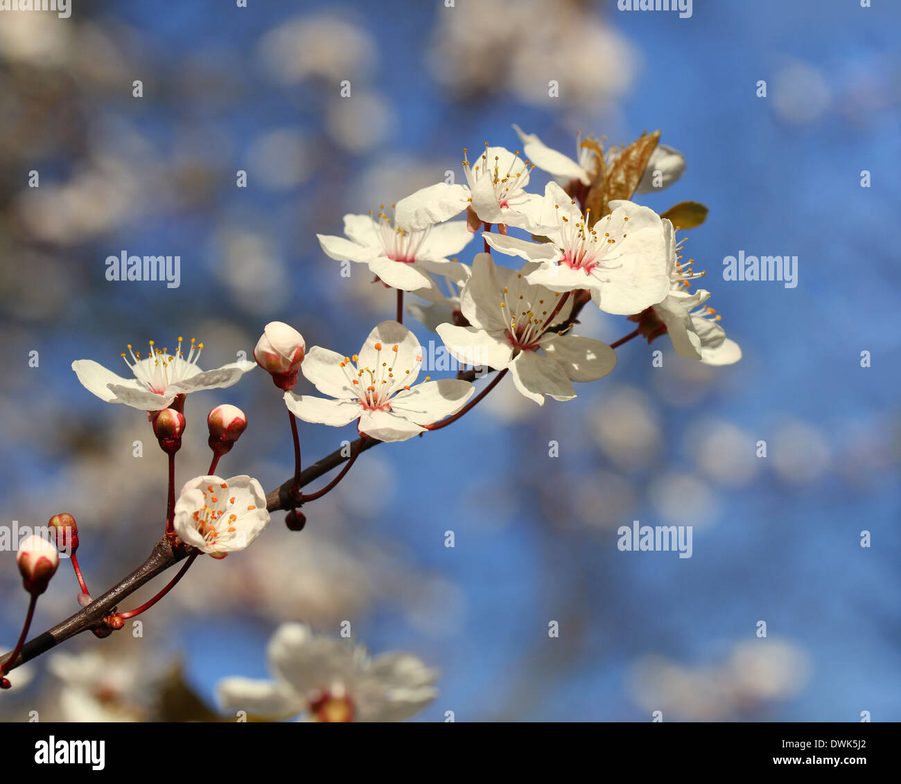 Blooming spring tree branch Stock Photo - Alamy