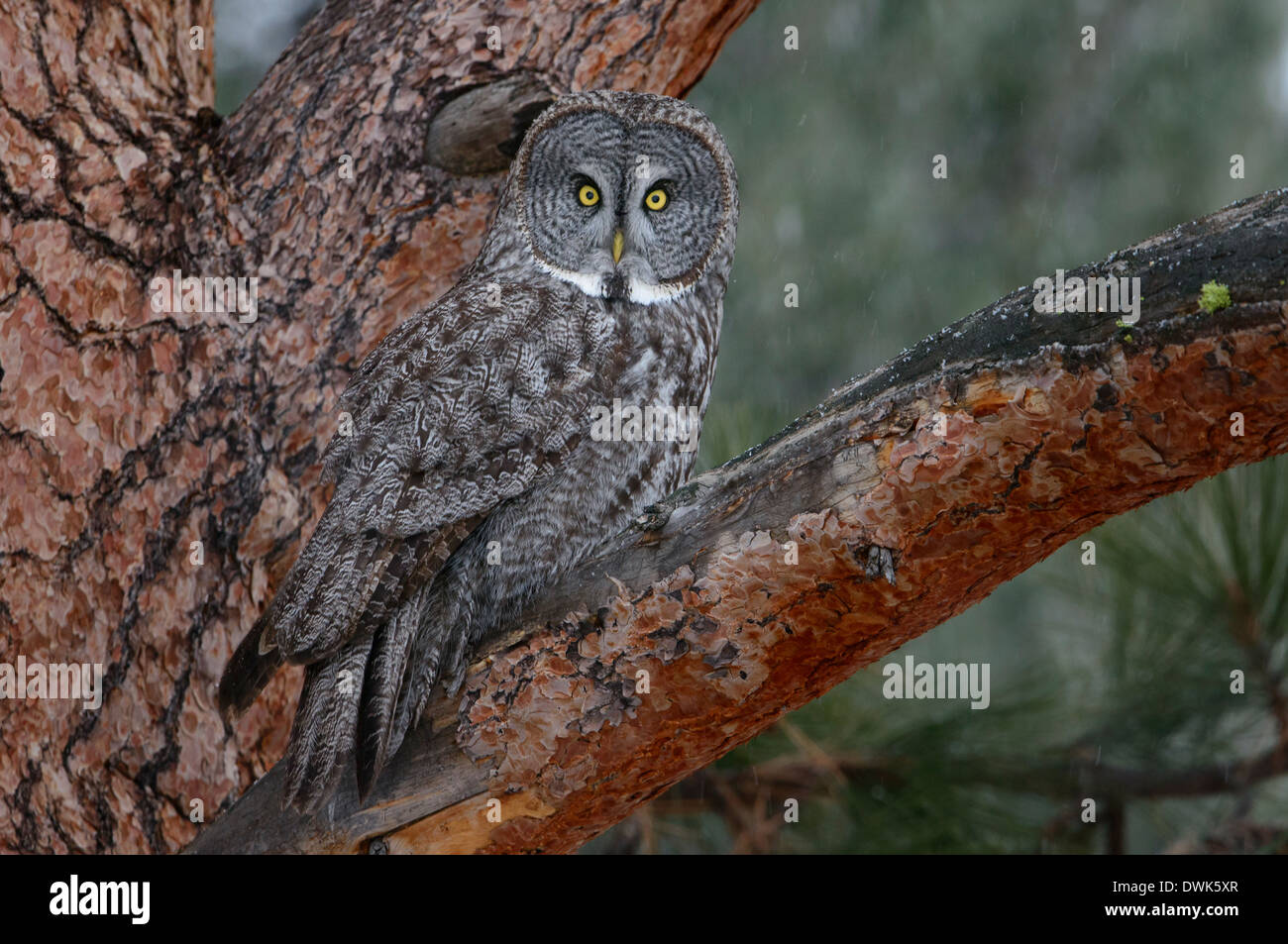 Ponderosa pine owl hi-res stock photography and images - Alamy
