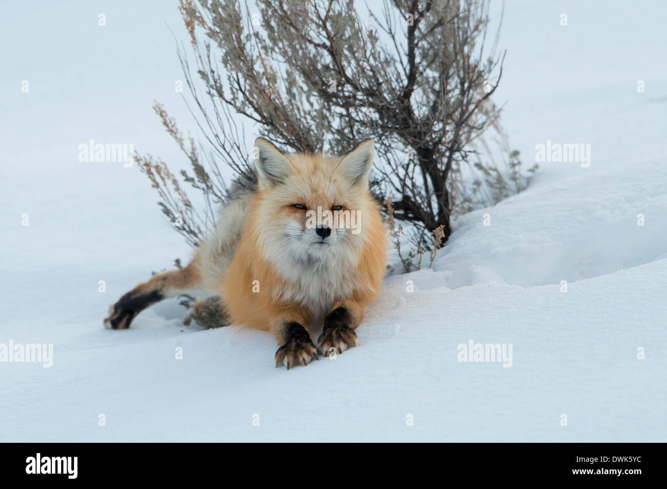 Mammalpredator hi-res stock photography and images - Alamy