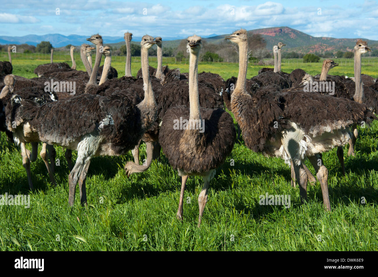 Ostrich flock hi-res stock photography and images - Alamy