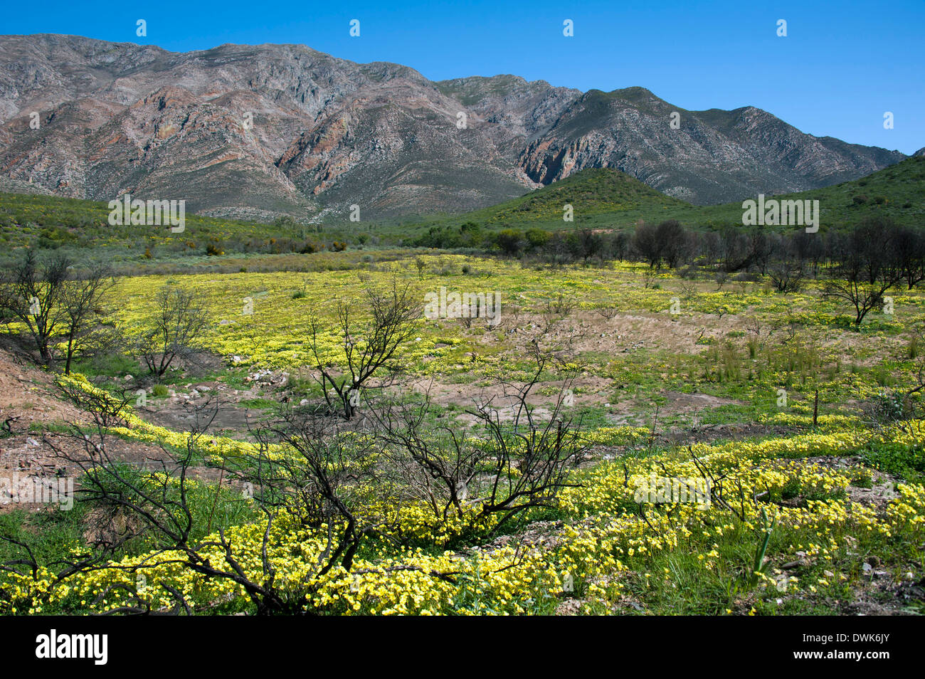 Montagu south africa hi-res stock photography and images - Alamy