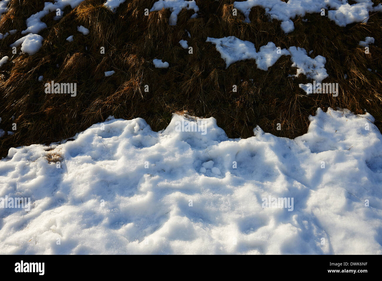 Grass covered with snow Stock Photo - Alamy
