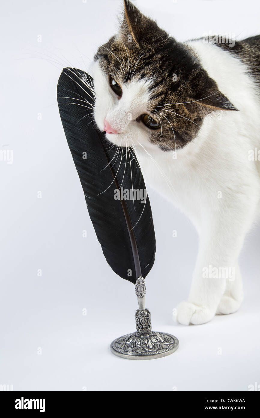 Cat hunting the feather in a quill pen, isolated on white Stock Photo ...