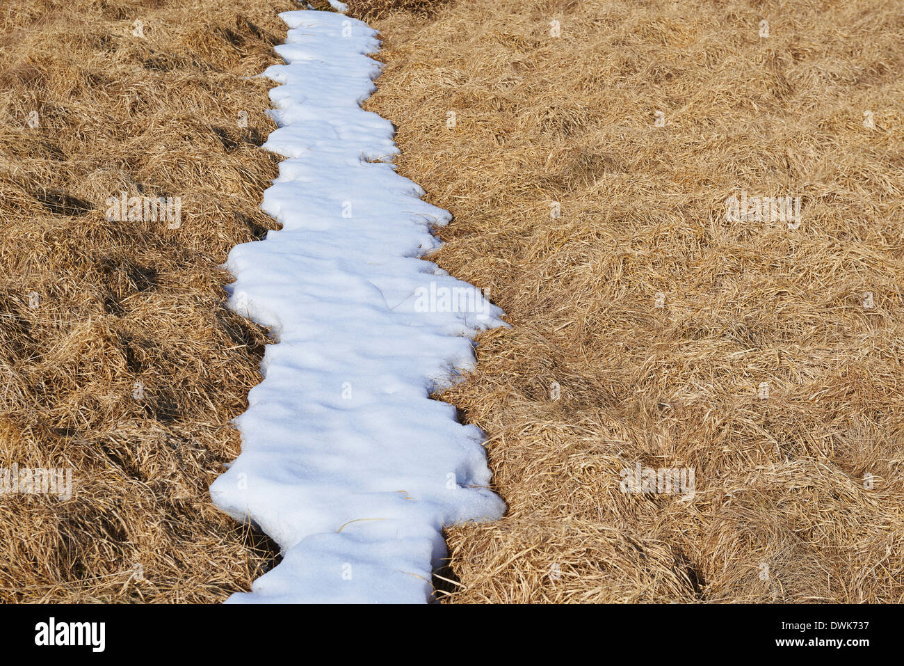 Grass covered with snow Stock Photo - Alamy