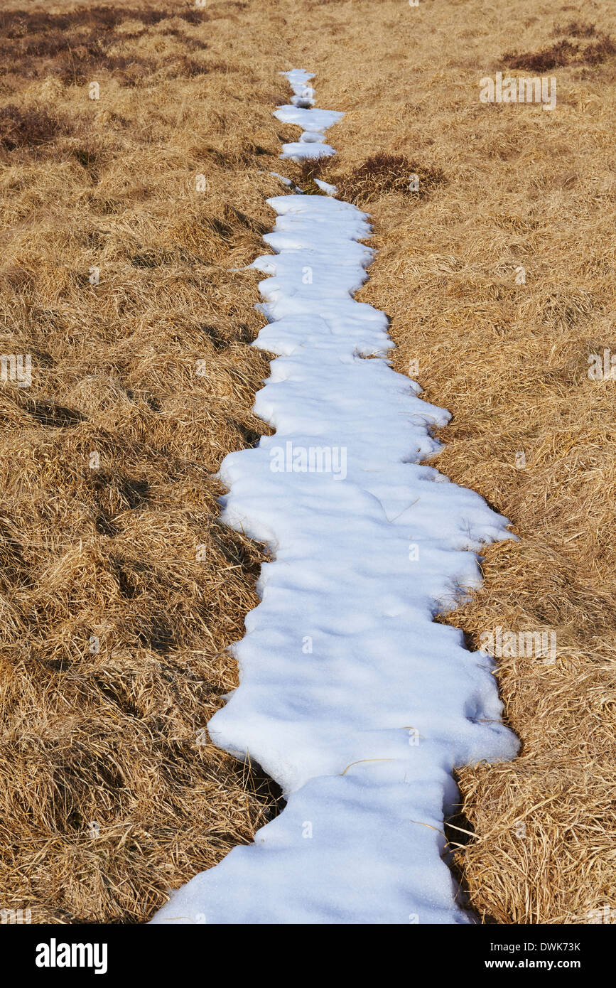 Grass covered with snow Stock Photo - Alamy