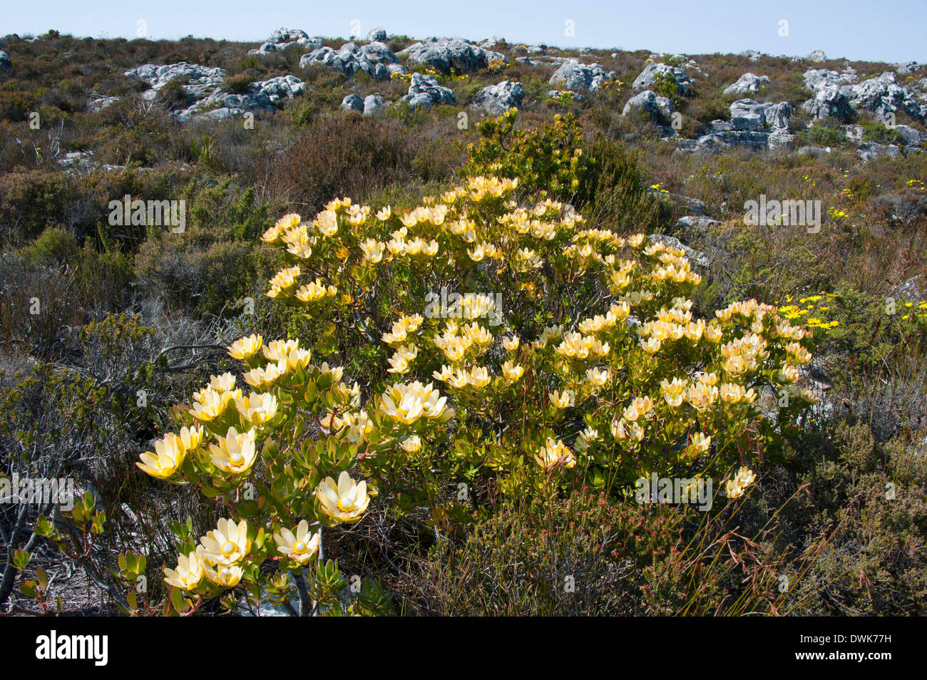 Spicy Cone Bush Stock Photo - Alamy