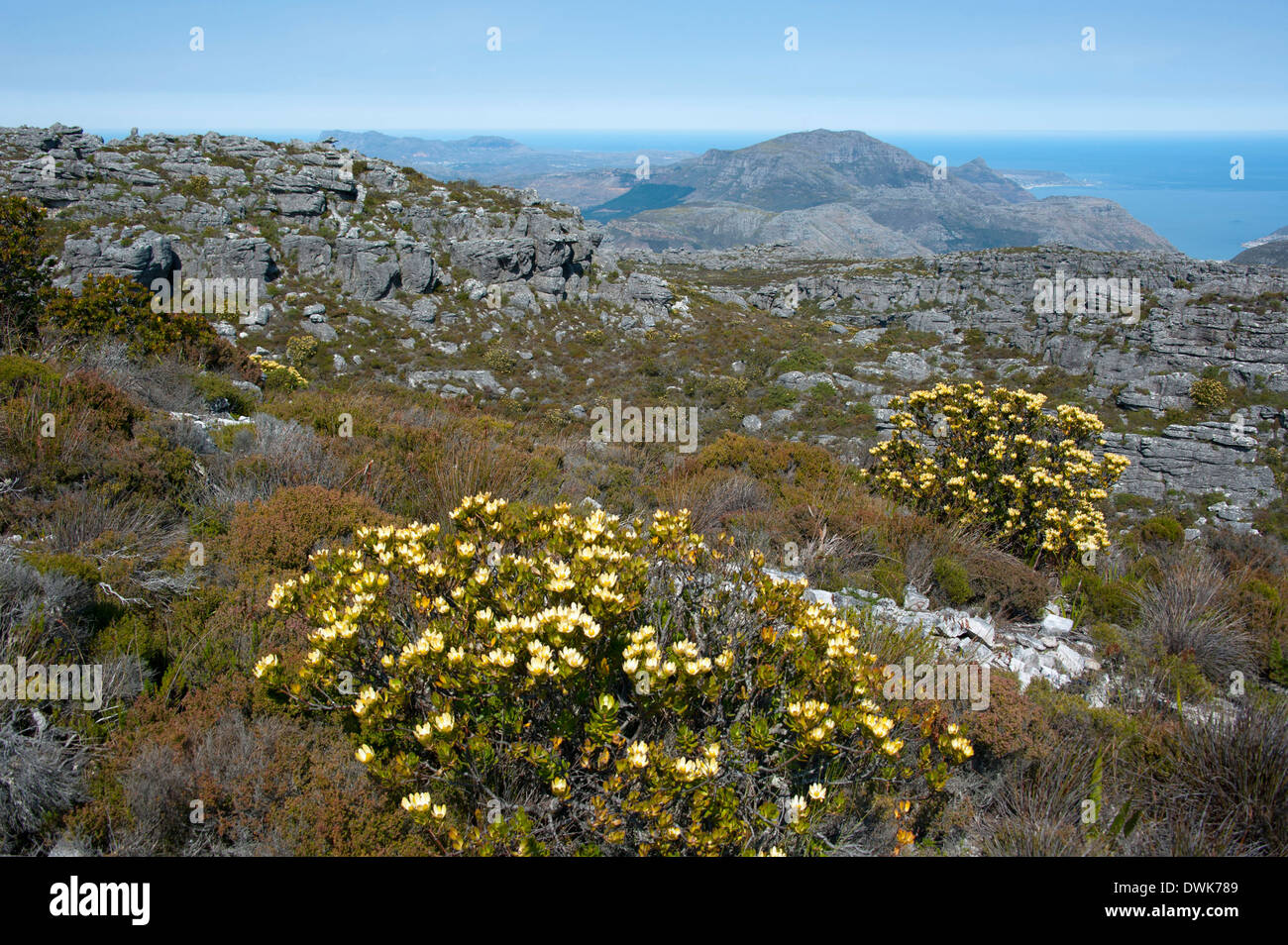 Spicy Cone Bush Stock Photo - Alamy