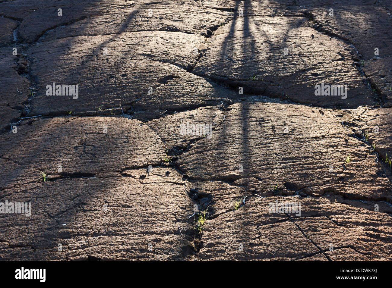 Puako Petroglyph Archaeological Park. Puako, The Big Island, Hawaii ...