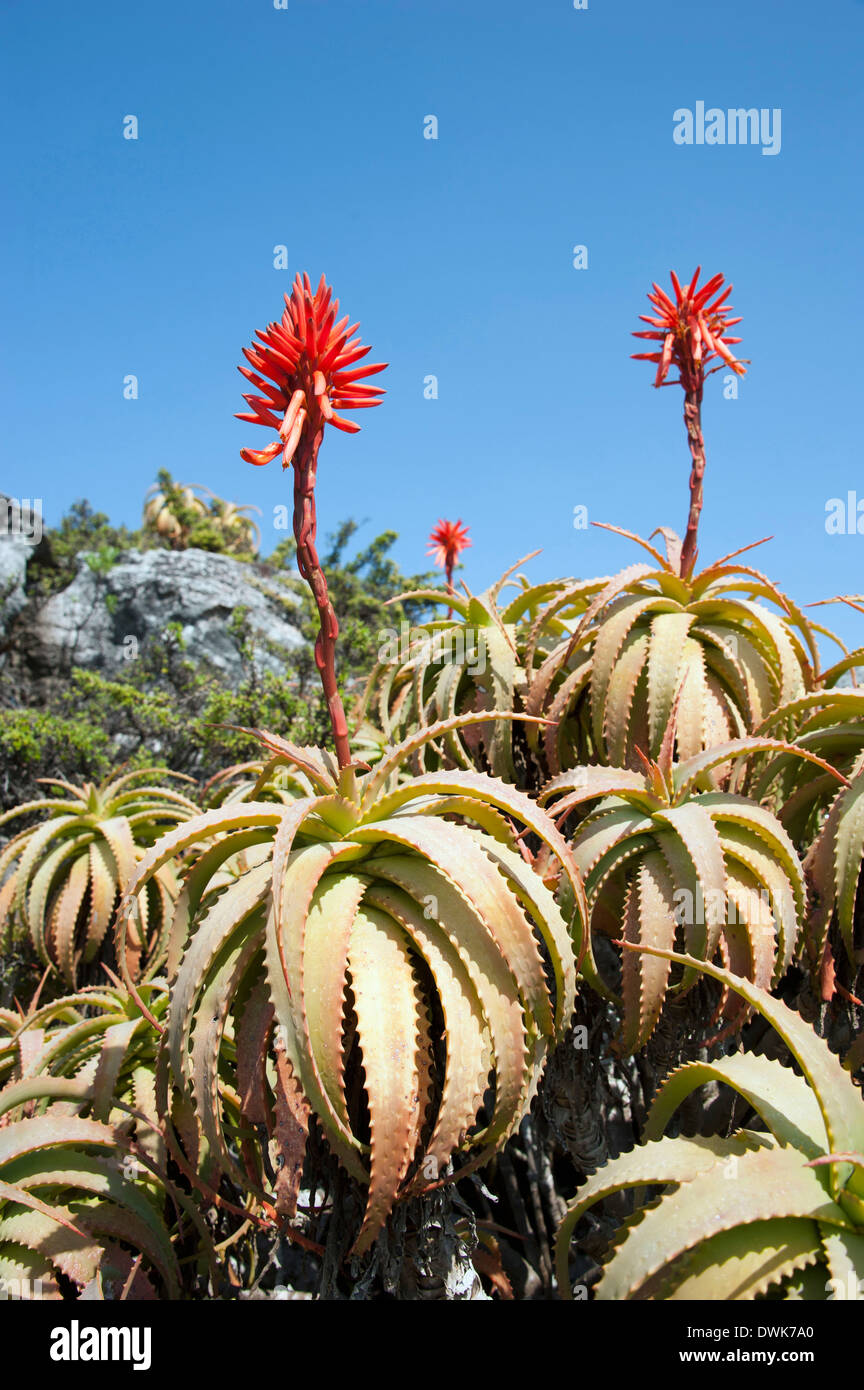 Mountain aloe High Resolution Stock Photography and Images - Alamy
