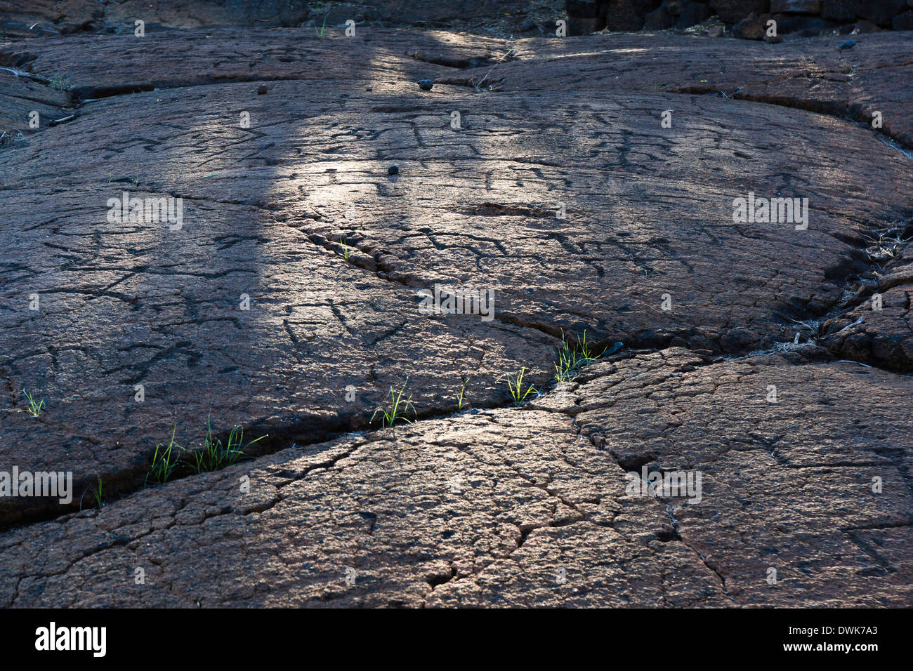 Puako Petroglyph Archaeological Park. Puako, The Big Island, Hawaii ...