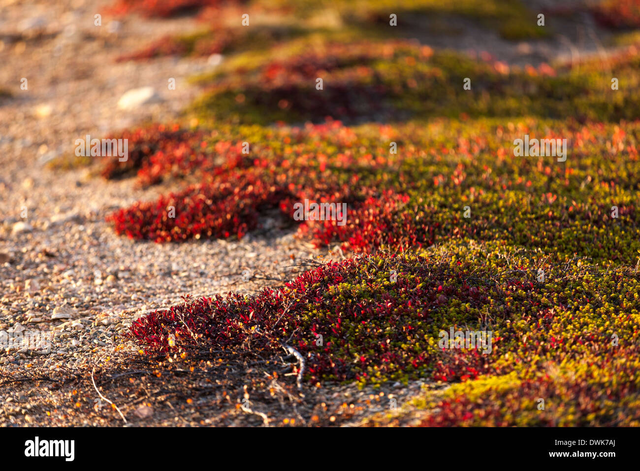 Arctic moss and tundra hi-res stock photography and images - Alamy