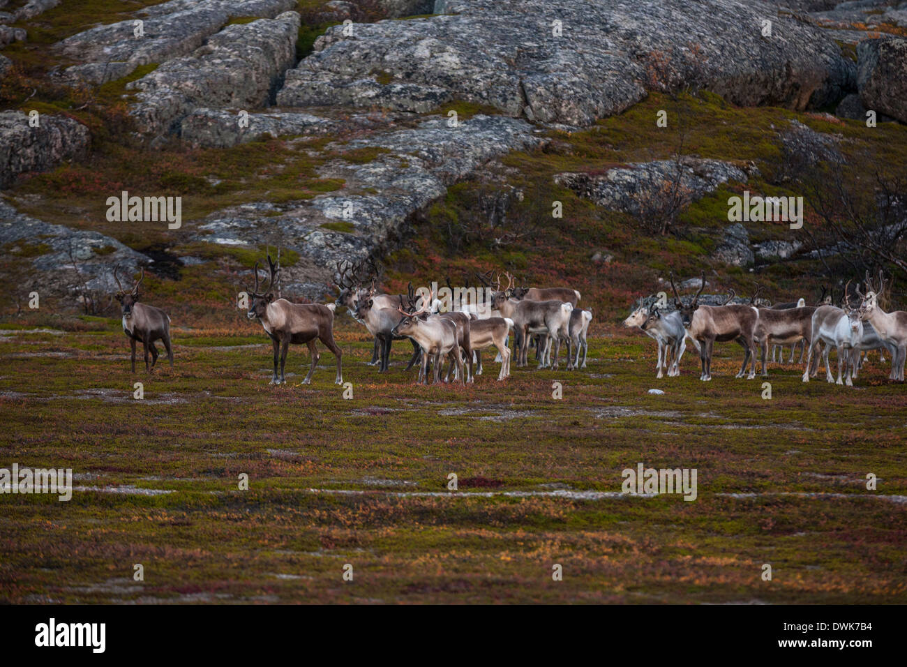 Reindeer lapland norway hi-res stock photography and images - Alamy
