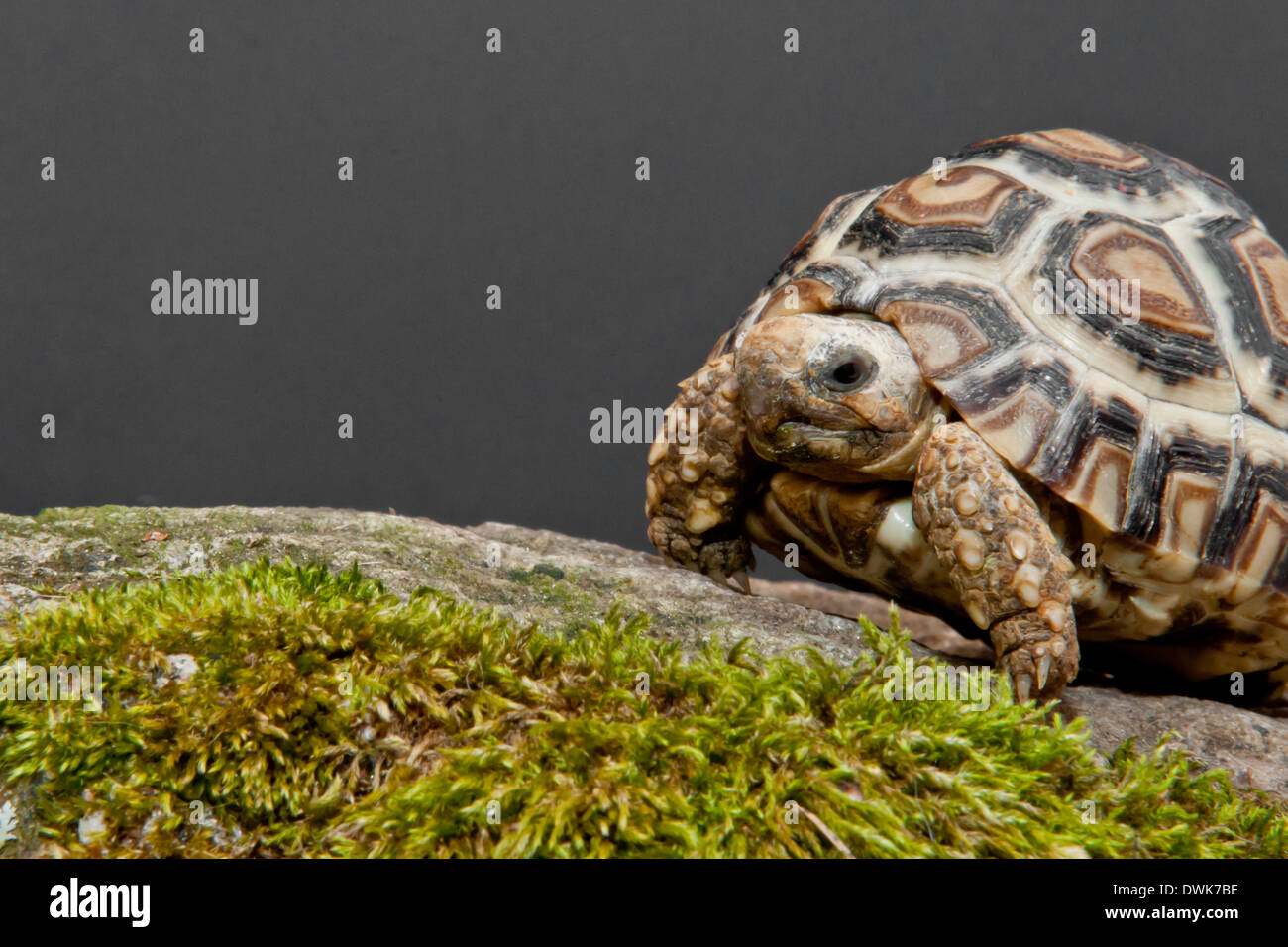 Friendly tortoise hi-res stock photography and images - Alamy