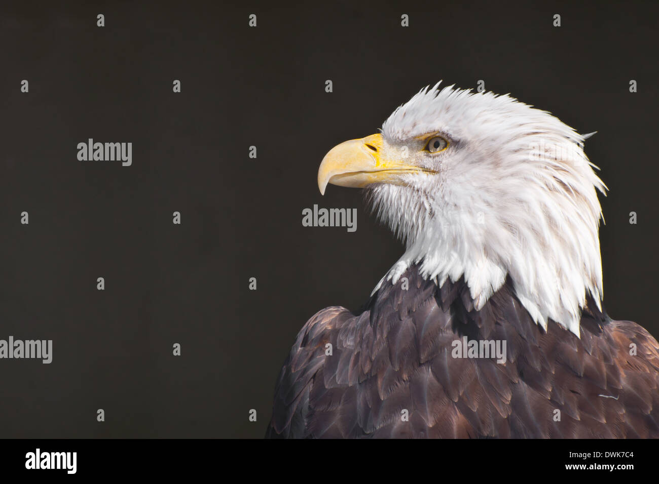Terrifying bird hi-res stock photography and images - Alamy