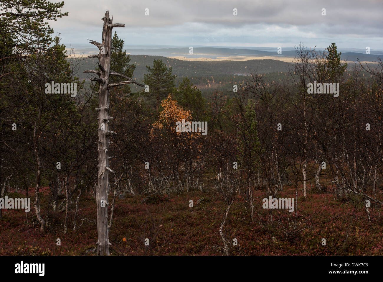 Tundra and boreal forest hi-res stock photography and images - Alamy
