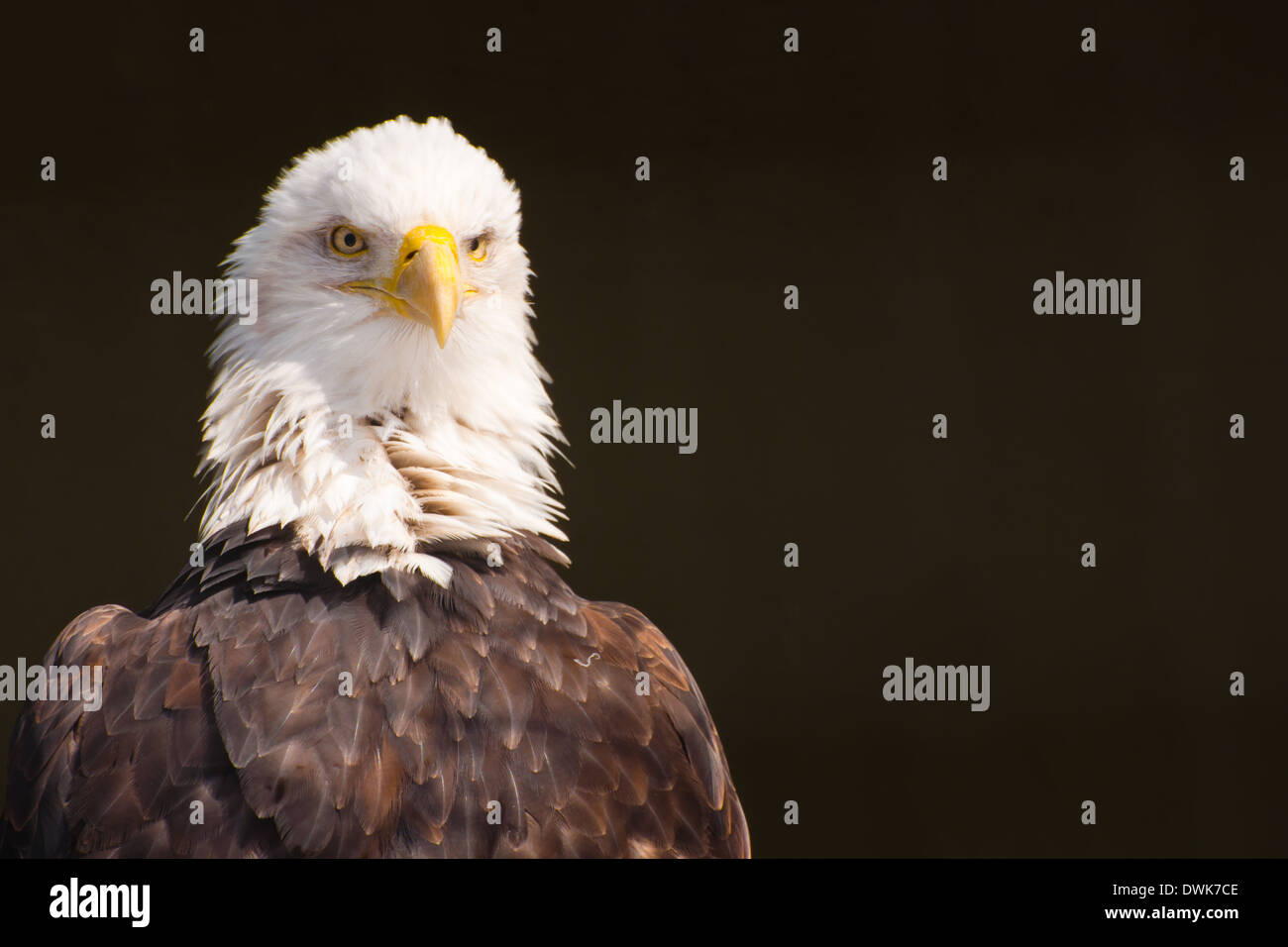 Angry bald eagle haliaeetus leucocephalus hi-res stock photography and ...