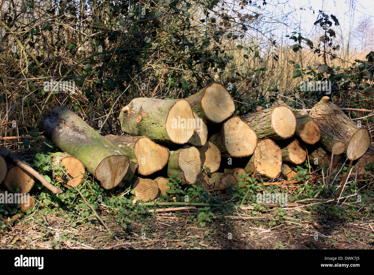 Woodland landscape image hi-res stock photography and images - Alamy