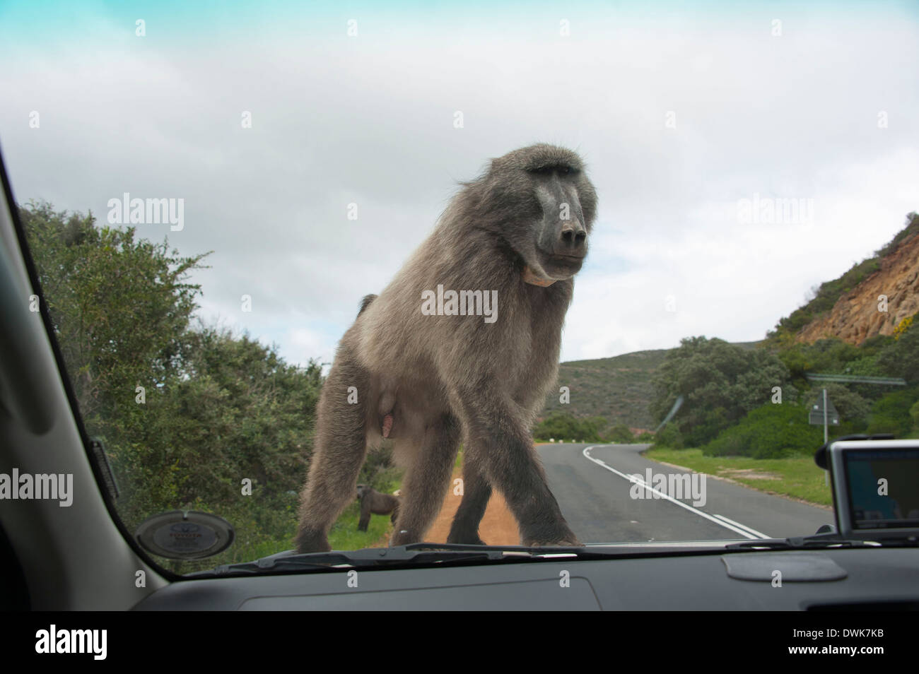Baboon stands hi-res stock photography and images - Alamy
