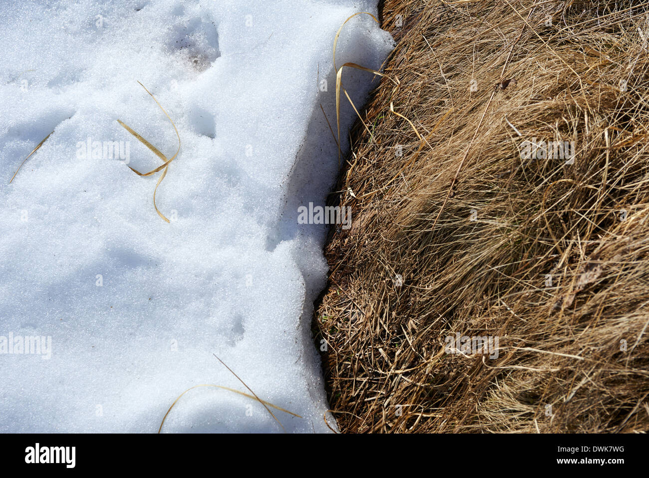 Grass covered with snow Stock Photo - Alamy