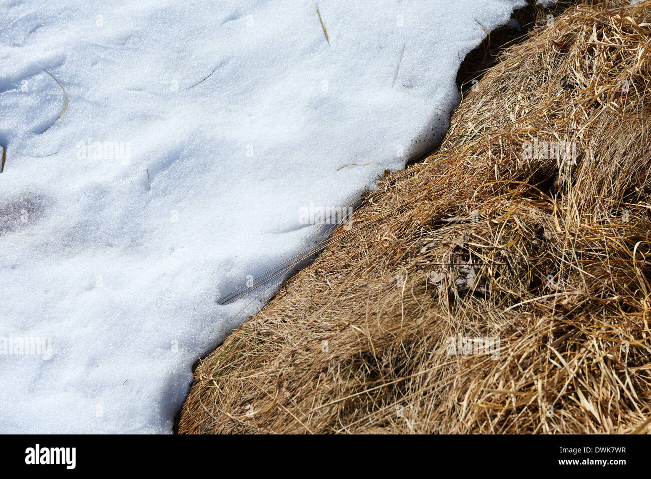 Grass covered with snow Stock Photo - Alamy