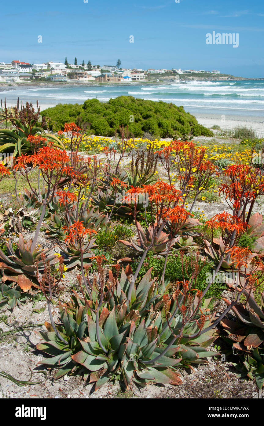 Yzerfontein hi-res stock photography and images - Alamy