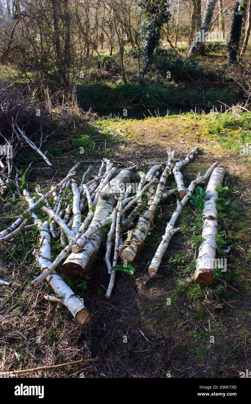 A pile of Silver birch logs stacked up in Sevenoaks country park Stock ...