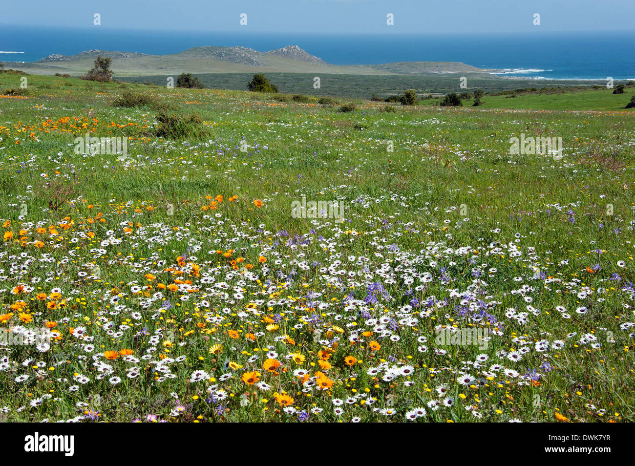 Flowering steppe hi-res stock photography and images - Alamy
